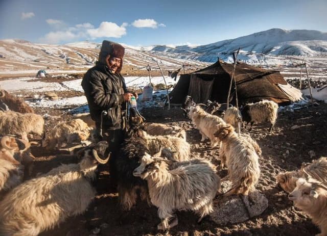 What is Pashmina | Everything about Pashmina | Pashmina.com